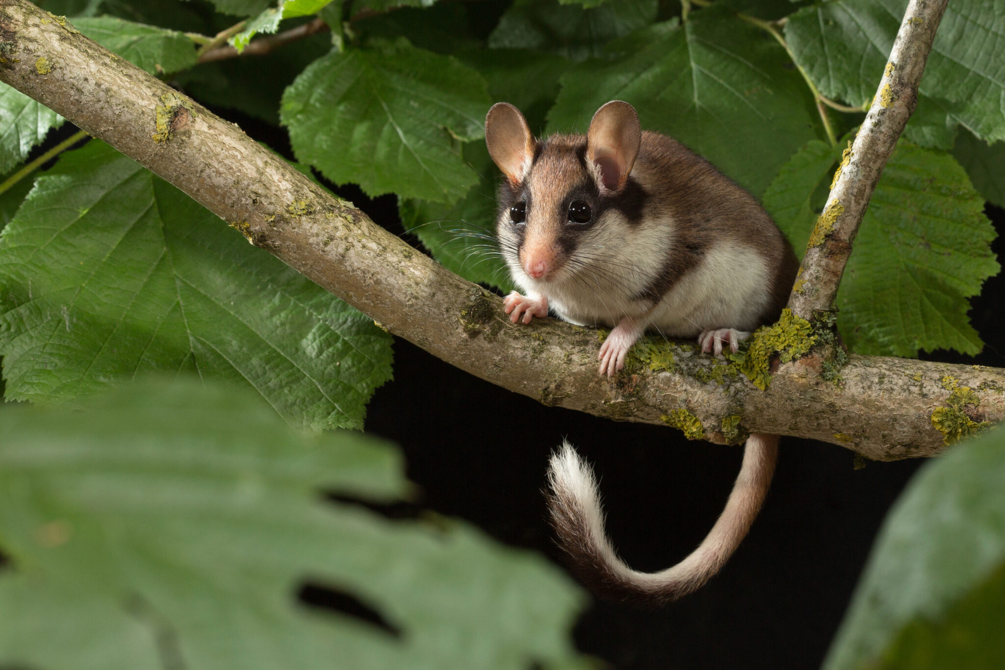 Over Trees for All - Trees for All