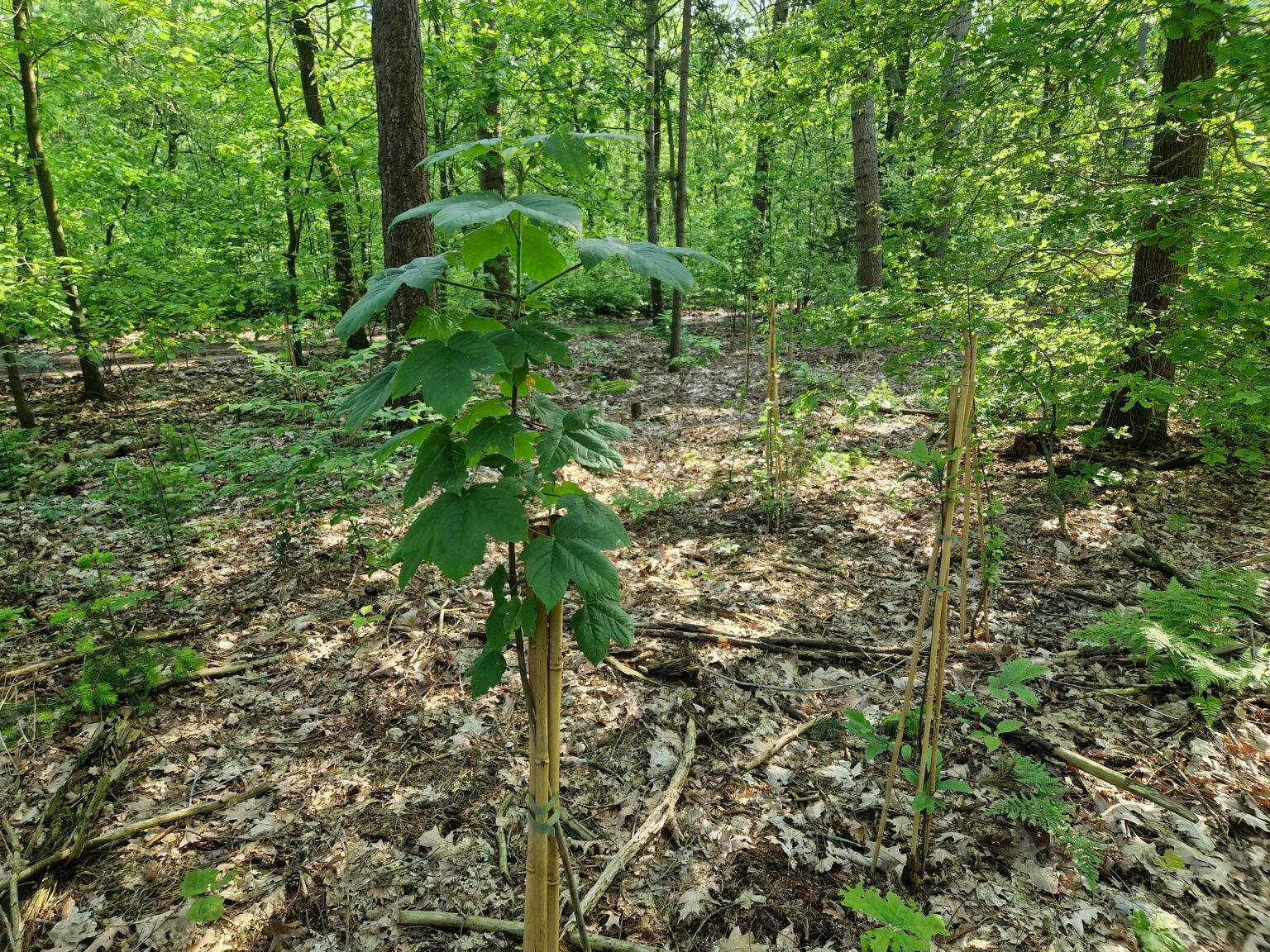 Over Trees for All - Trees for All